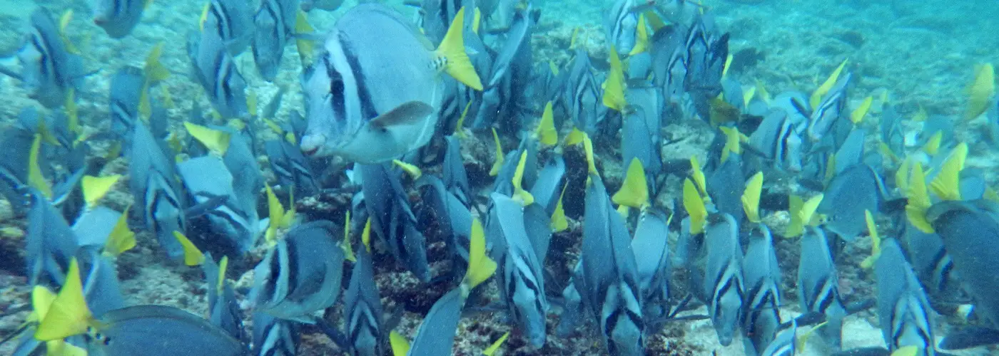 Islas de buceo Galápagos - Tours in Ecuador and Galapagos